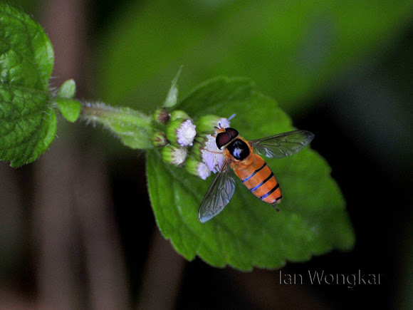Black-banded hover fly | Project Noah