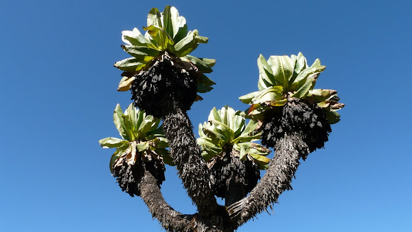Giant Groundsel | Project Noah