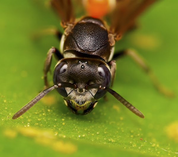 Vespid wasp | Project Noah