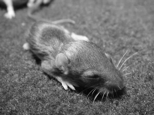 White-footed mouse | Project Noah