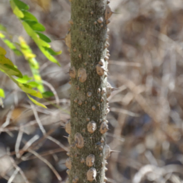 Hercules Club | Project Noah