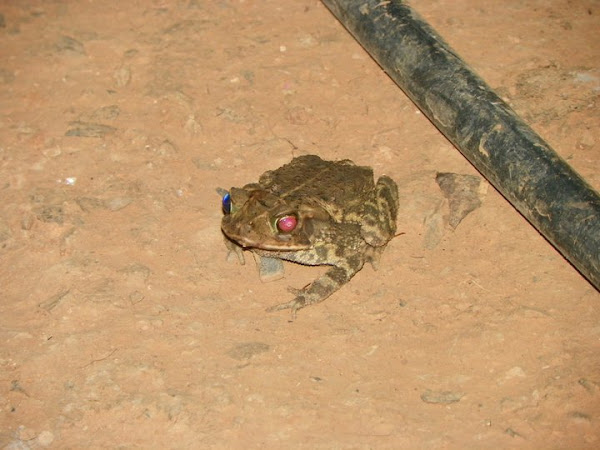 Southern Gulf Coast Toad | Project Noah