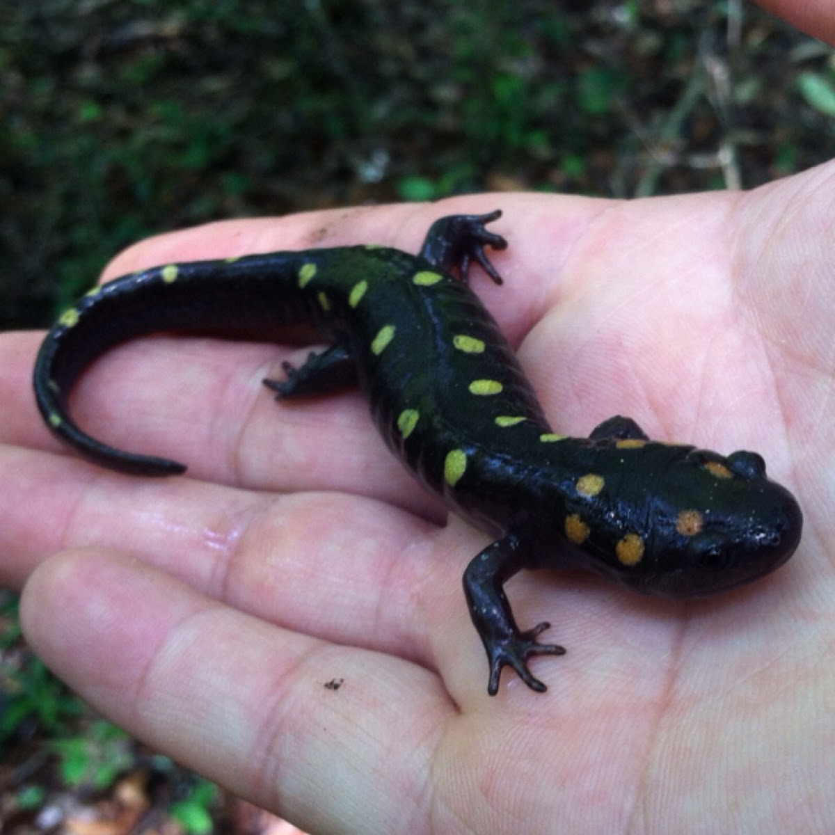 Spotted salamander | Project Noah