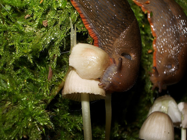 European Red slug | Project Noah