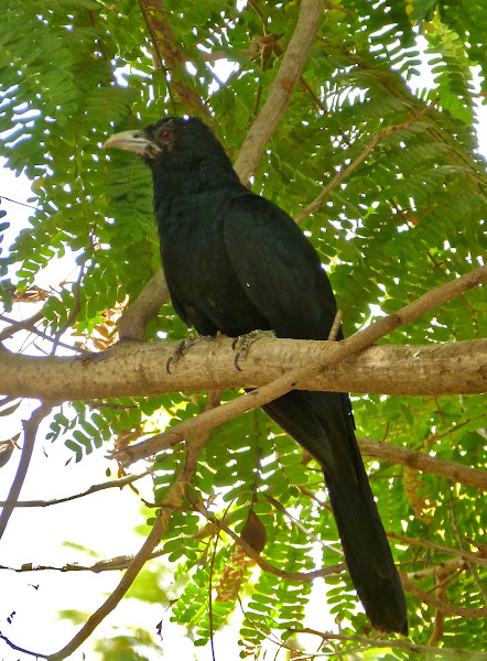 Asian Koel (Male) | Project Noah