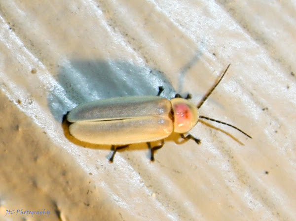 White Firefly | Project Noah