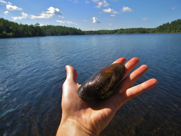 Freshwater Clam | Project Noah