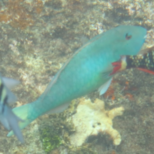 Redfin/Yellowtail Parrotfish Terminal phase | Project Noah