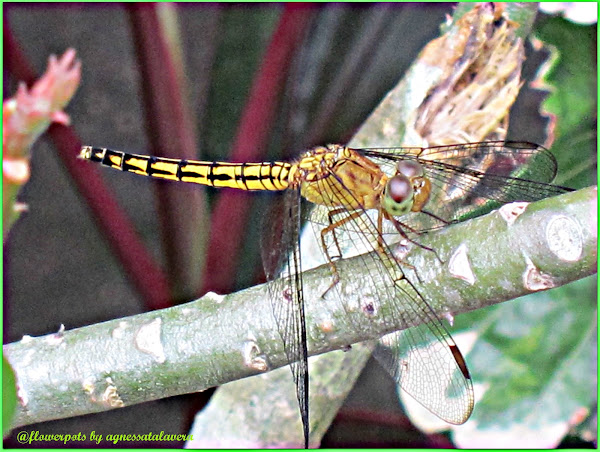 Neurothemis Dragonfly ♀ | Project Noah
