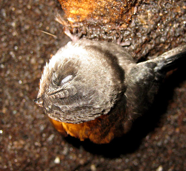 Edible-nest Swiftlet | Project Noah