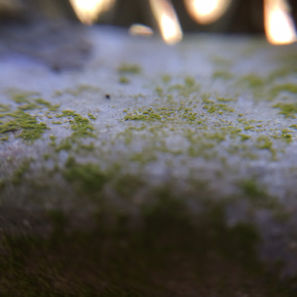 Fungus, Algae | Project Noah