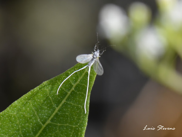 Mealy bug (male) | Project Noah