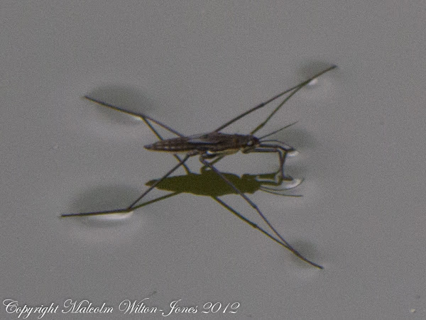 Pond Skater | Project Noah