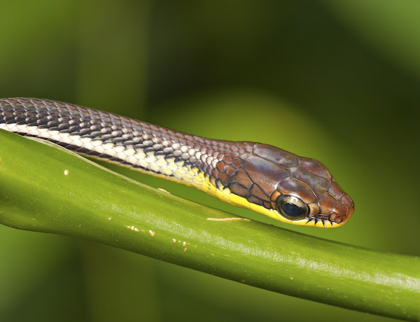 Painted Bronzeback Snake | Project Noah