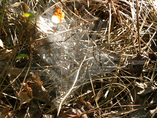 Spiders | Project Noah