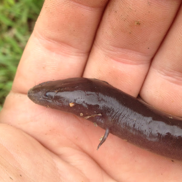 One toed salamander | Project Noah