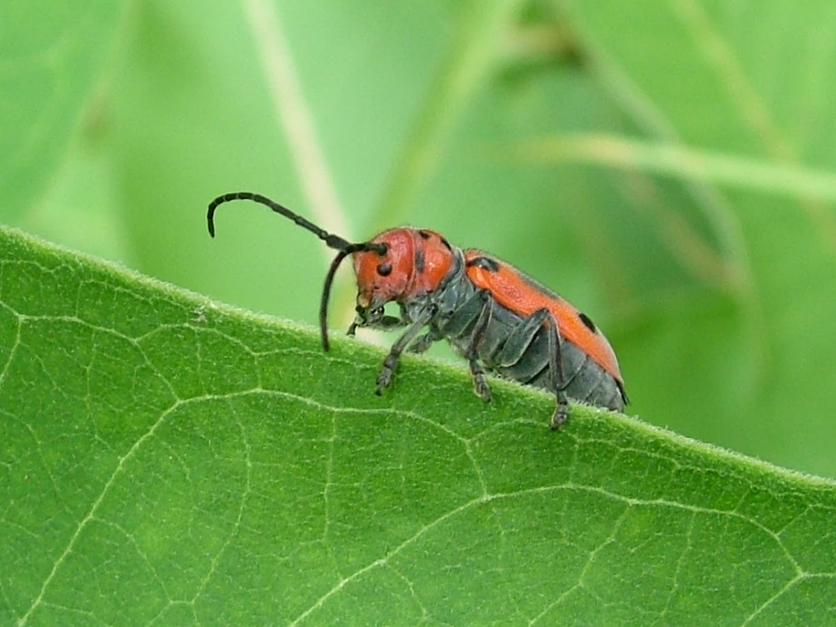Red Milkweed Beetle | Project Noah