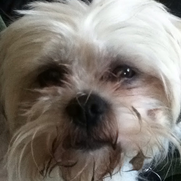 Shih tzu/Lhasa Apso mix | Project Noah