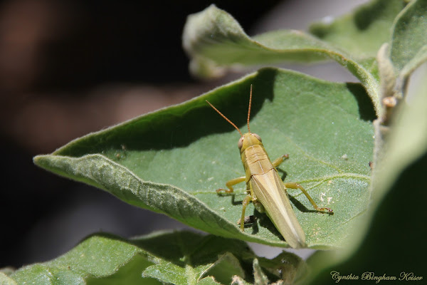 Valley Grasshopper | Project Noah