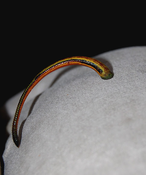 Tiger leech | Project Noah