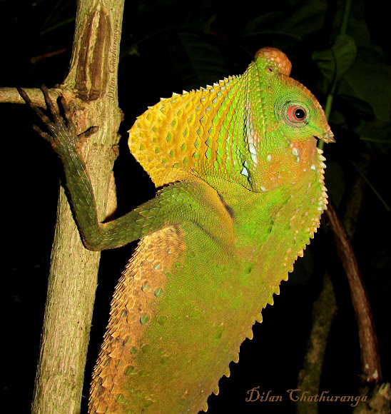 Hump-nosed Lizard | Project Noah