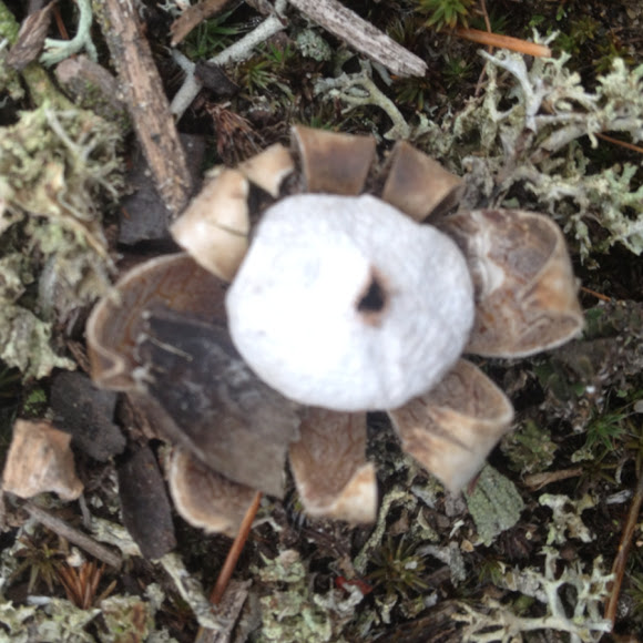 Barometer earthstar | Project Noah
