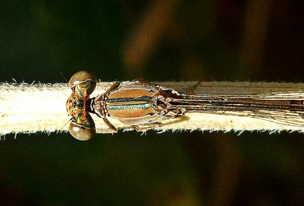 Damselfly | Project Noah