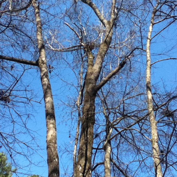 Gumball tree | Project Noah