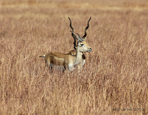 Blackbuck (Males) | Project Noah