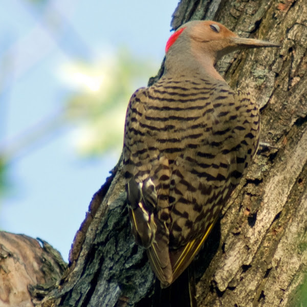 Northern Flicker | Project Noah