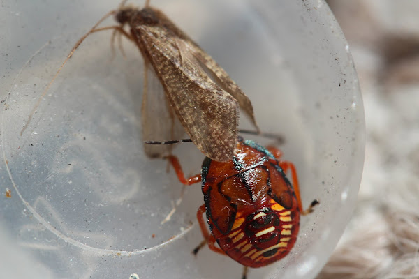 Predatory Stink Bug nymph | Project Noah