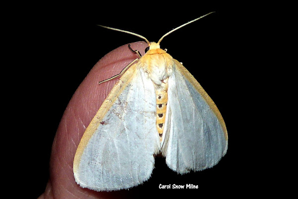 Delicate Cycnia Moth | Project Noah