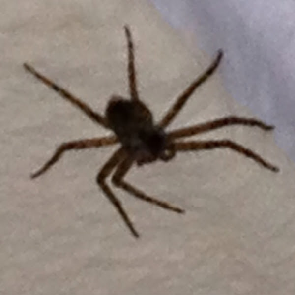 spiders of the Northeastern US | Project Noah