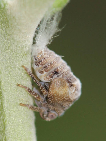 leafhopper nymph? | Project Noah