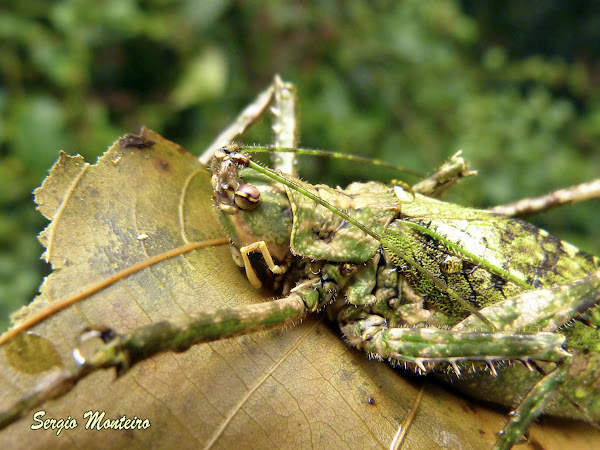 Lichen mimic katydid (female) | Project Noah