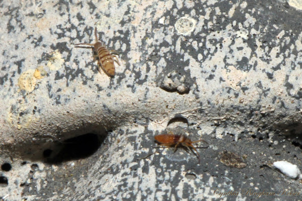 Slender Springtail | Project Noah