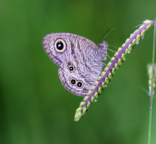 Common Five-ring | Project Noah