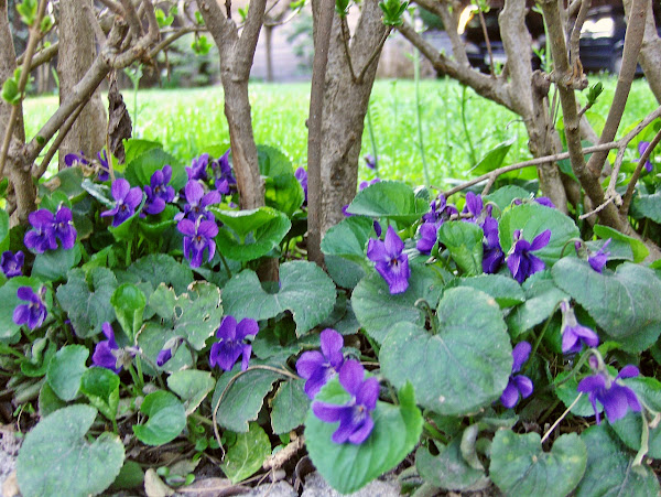 Sweet violet/Dišeča vijolica | Project Noah