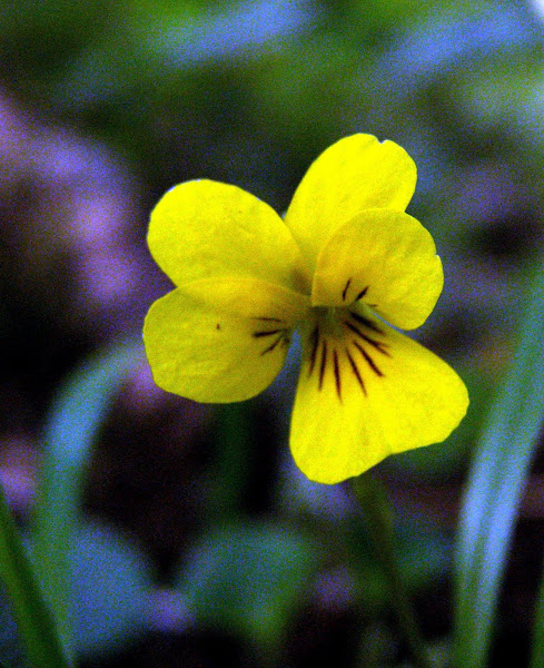 stream violet | Project Noah