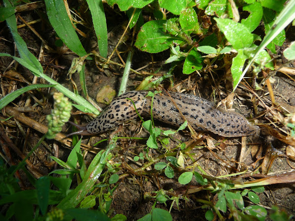 Great Grey Slug | Project Noah