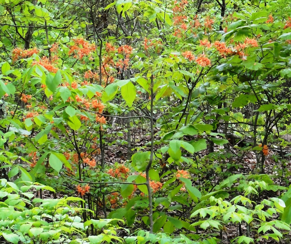 Flame Azalea | Project Noah