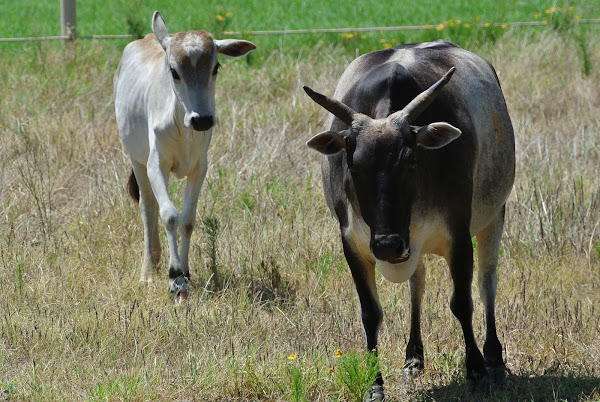 Zebu Cattle | Project Noah