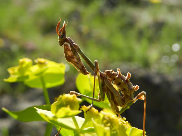 Empuse commune | Project Noah