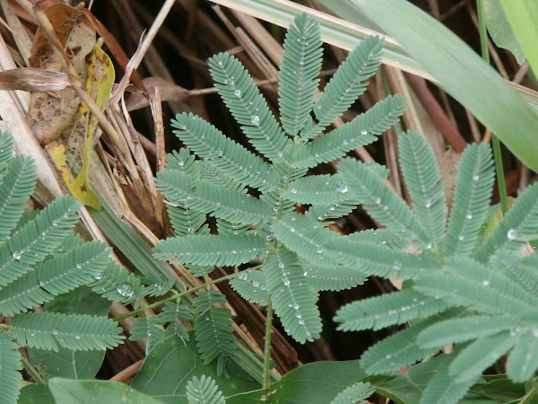 Giant Sensitive Plant | Project Noah