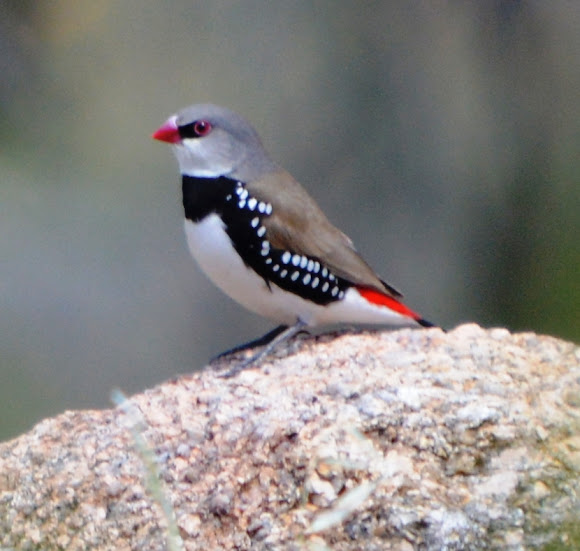 Diamond Firetail Finch | Project Noah