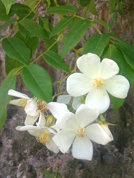 Himalayan wild rose | Project Noah