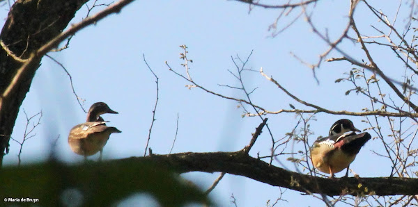 Wood duck | Project Noah