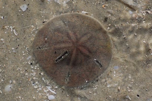Keyhole sand dollar | Project Noah