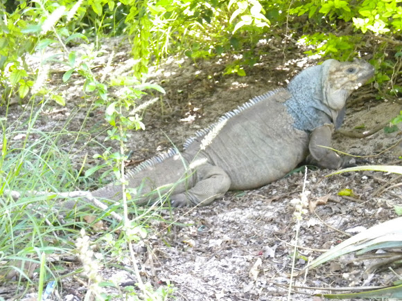 Mona ground iguana | Project Noah
