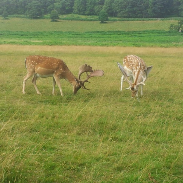 Fallow deer | Project Noah